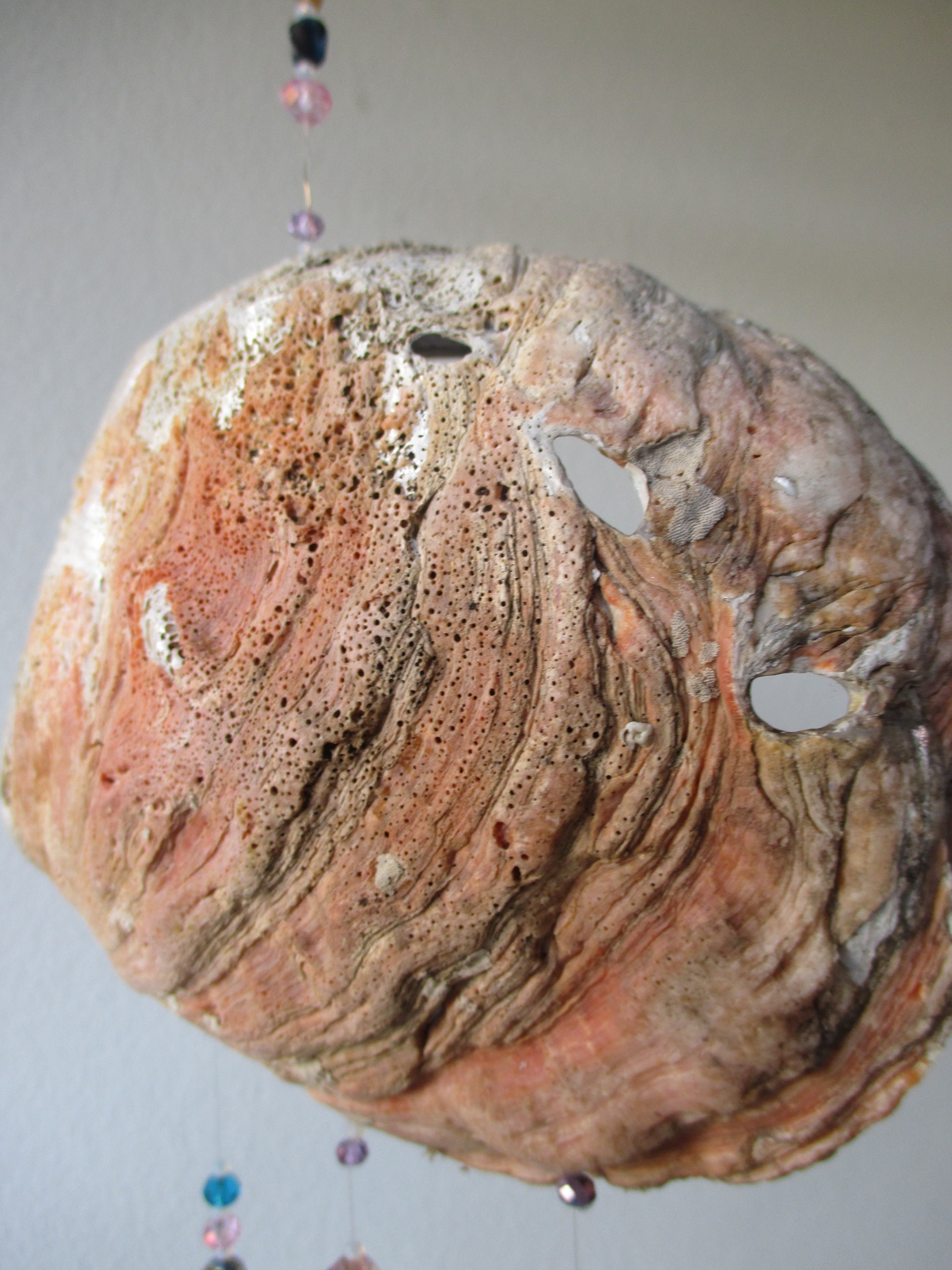 Pacific Abalone Shell Wind Chime - Etsy