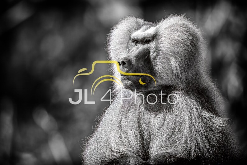 Red Butt Hamadryas Baboon San Diego Zoo Professional Print - Color or ...