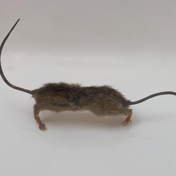 Rat Tails - Etsy