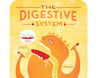 Classroom Poster - Biology - the Digestive System - 27 Inches Wide by ...