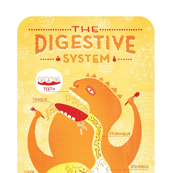 Digestive System Poster - Etsy