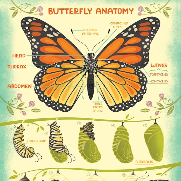 Butterfly Anatomy - Etsy