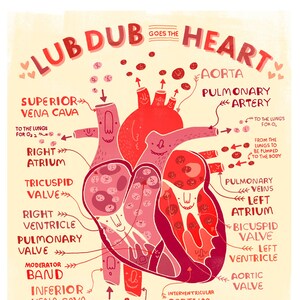 Lub Dub Goes the Heart :anatomy Poster - Etsy