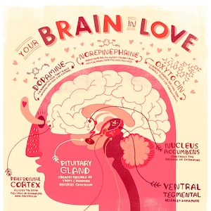 Your Brain in Love: Anatomy Poster - Etsy