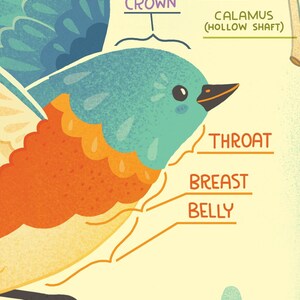 Bird Anatomy Art Print: Feathers! - Etsy