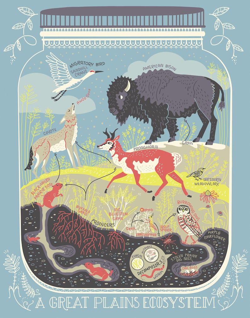 Great Plains Ecosystem: Terrarium Art Print - Etsy