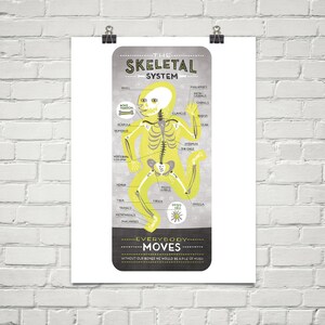 The Skeletal System Poster - Etsy