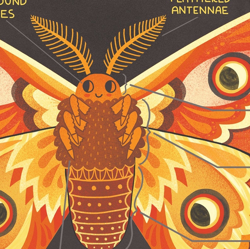 Moth Anatomy Art Print - Etsy