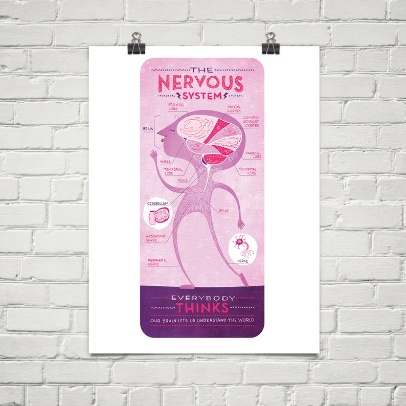 The Nervous System Poster | Etsy