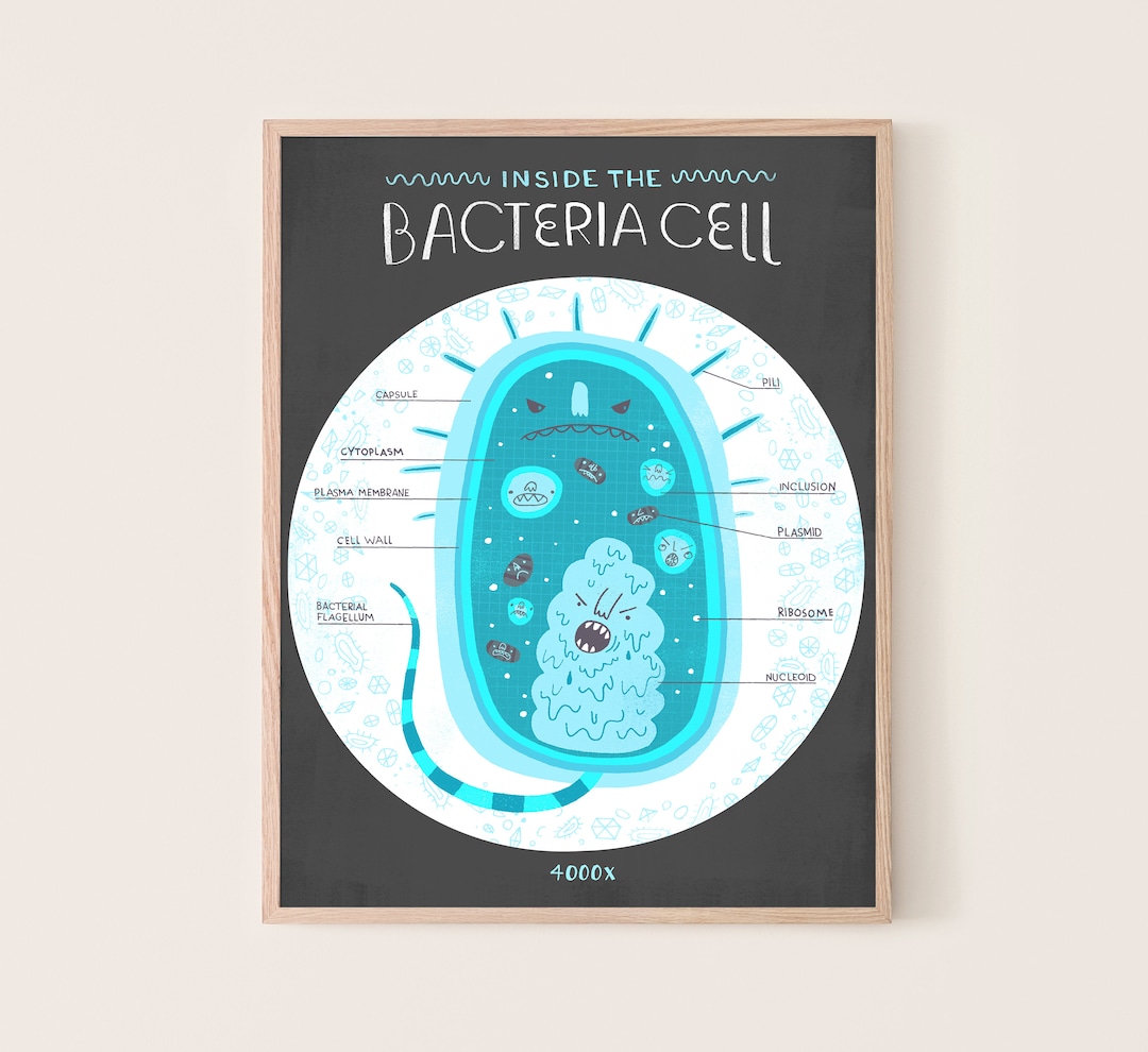 Inside the Bacteria Cell Anatomy Poster - Etsy