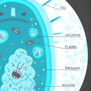 Inside the Bacteria Cell Anatomy Poster - Etsy