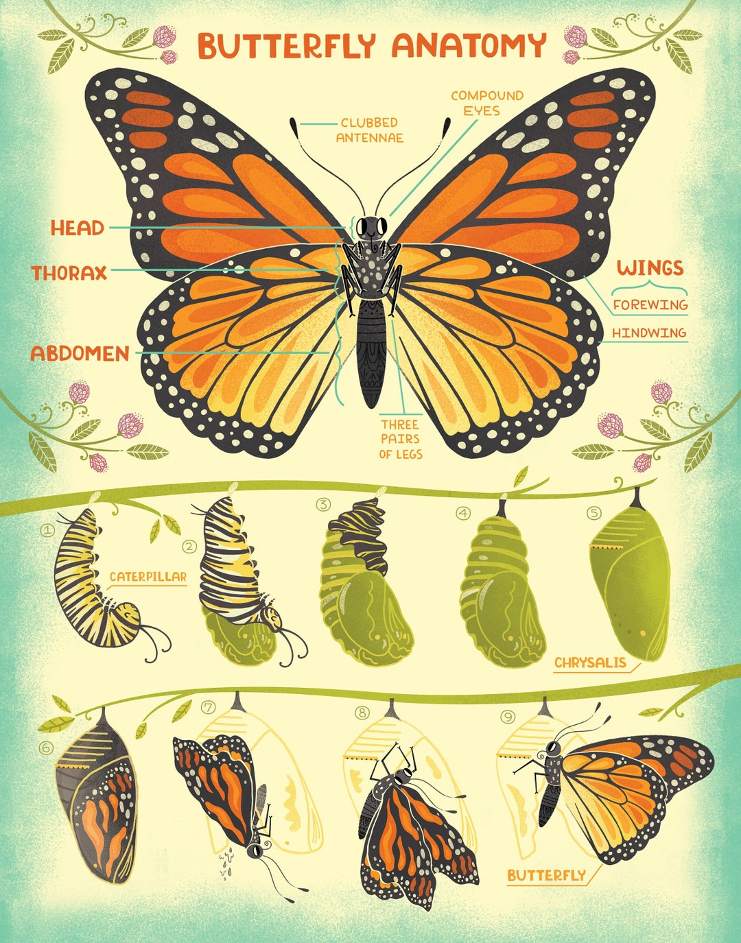 Butterfly Anatomy Art Print - Etsy