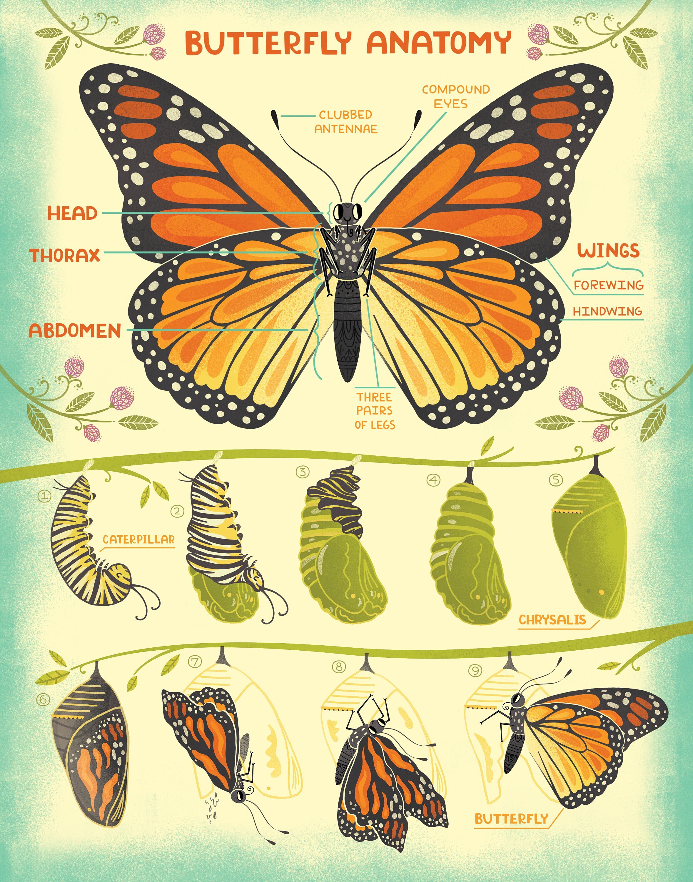 Butterfly Anatomy Art Print Etsy Butterfly Anatomy Art Print Etsy