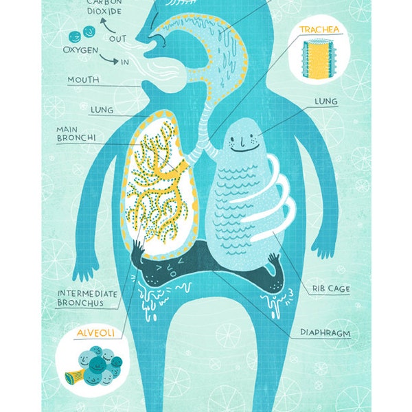 Respiratory System Poster - Etsy