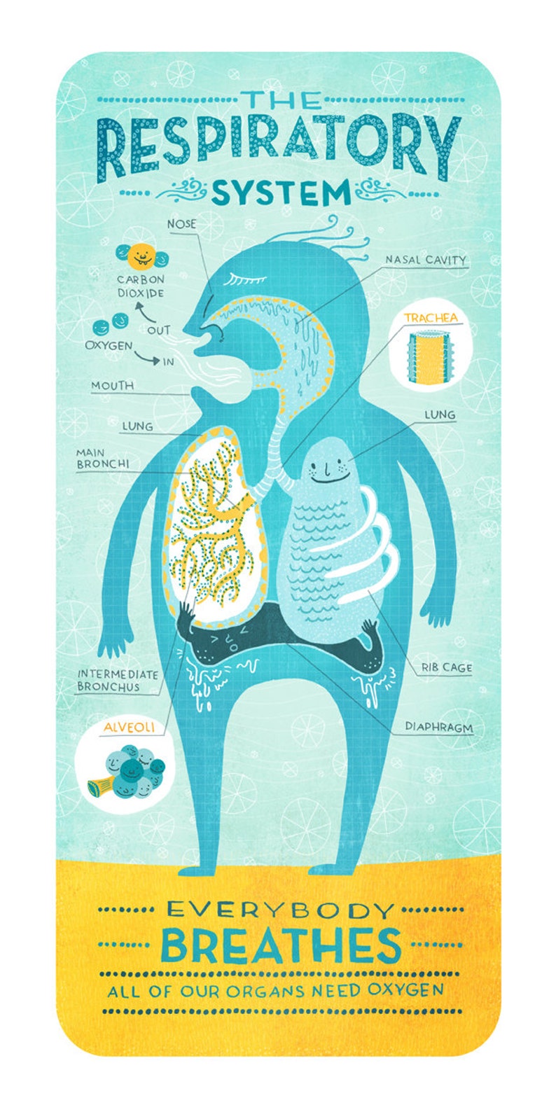 The Respiratory System Poster - Etsy UK