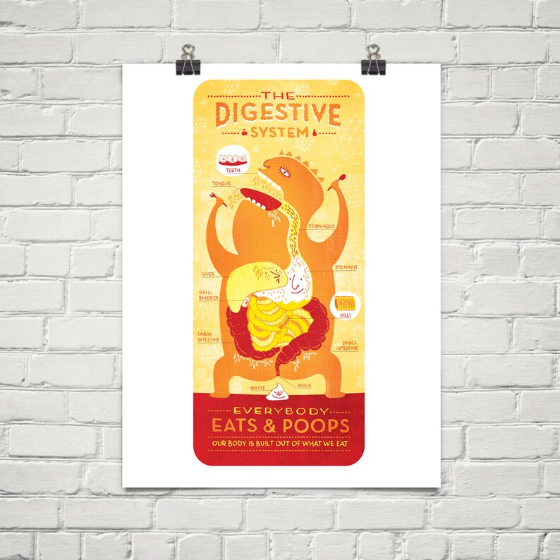 The Digestive System Poster | Etsy