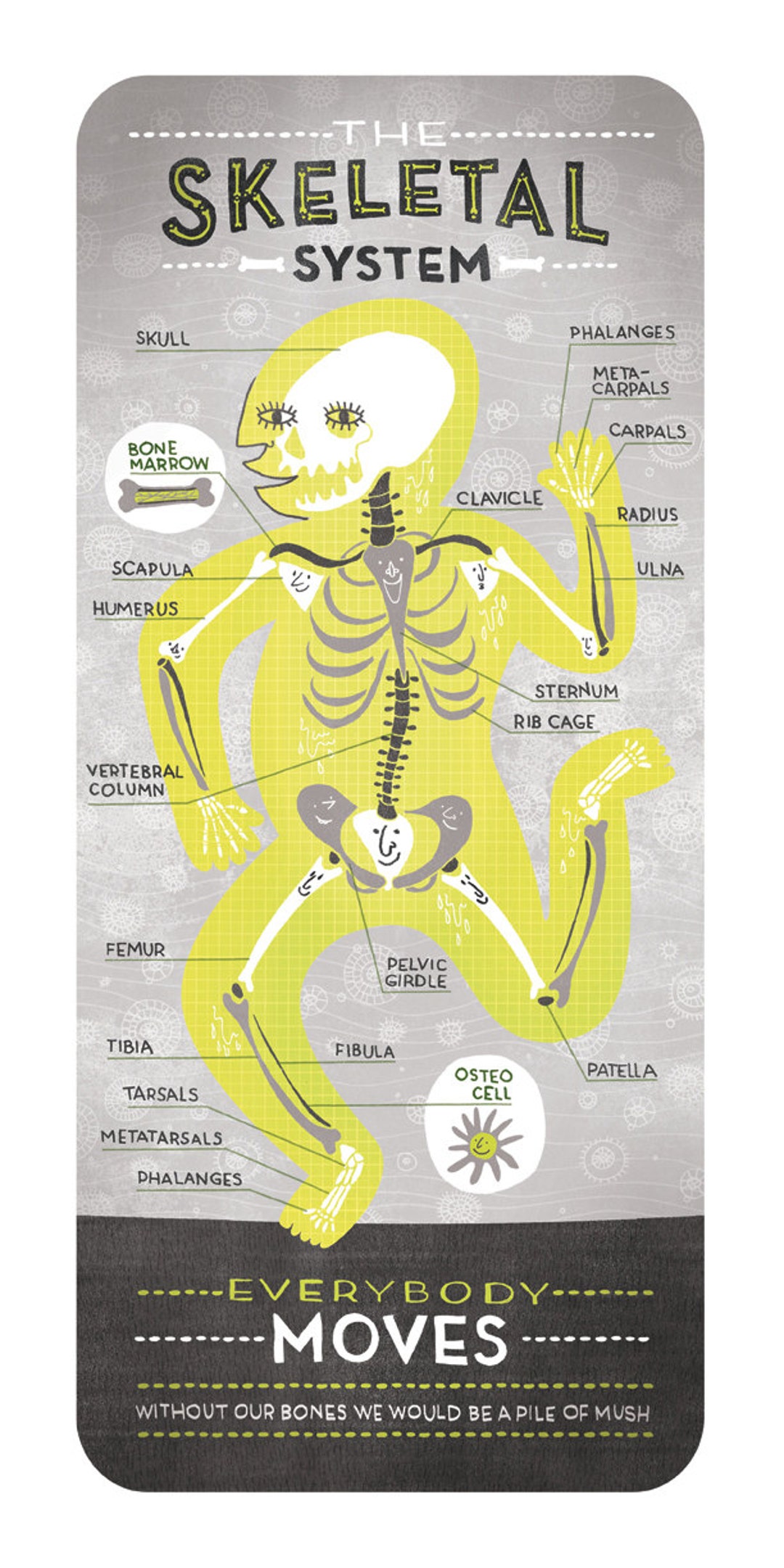 The Skeletal System Poster - Etsy