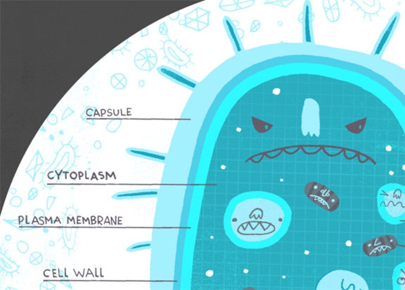 Inside The Bacteria Cell Anatomy Poster | Etsy