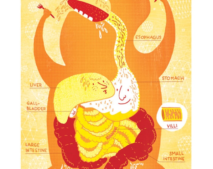 The Digestive System Poster - Etsy