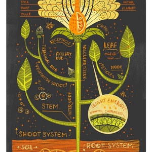 All Five Plant Anatomy Art Prints DEAL - Etsy
