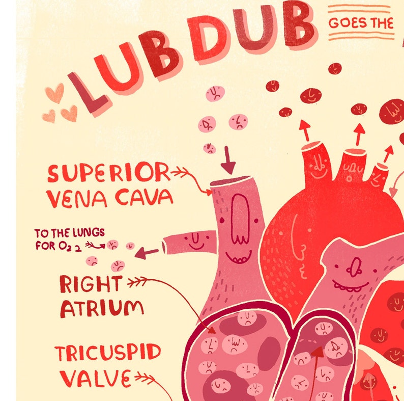 Lub Dub Goes the Heart :anatomy Poster - Etsy