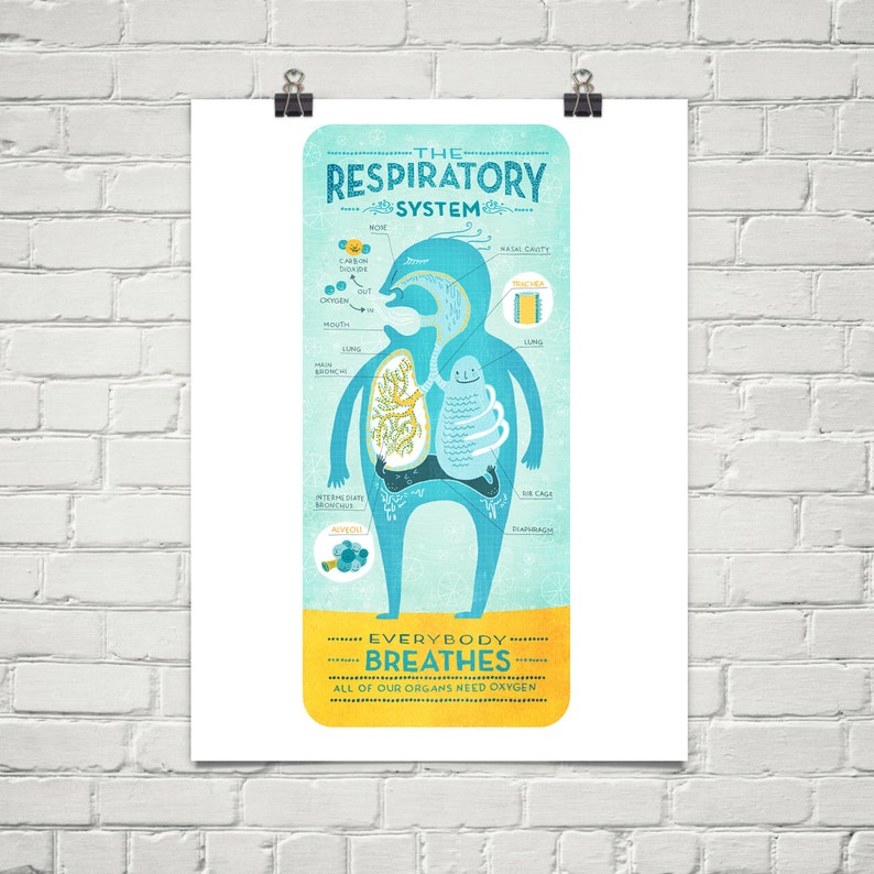 The Respiratory System Poster - Etsy UK