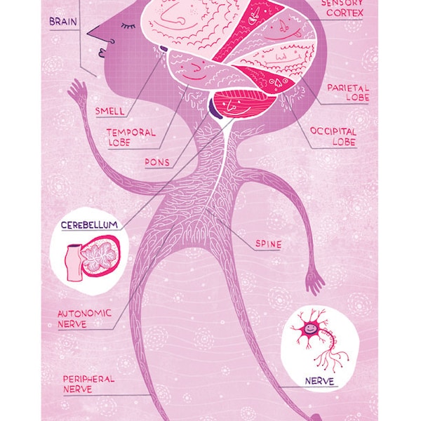 Nervous System Poster - Etsy