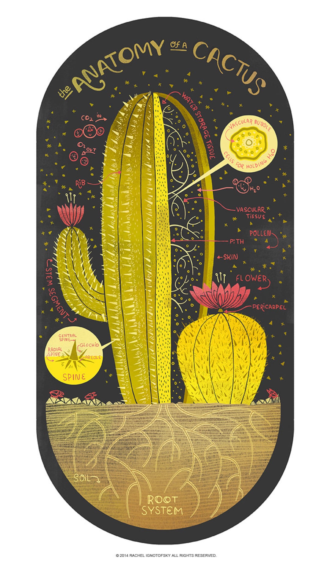 The Anatomy of a Cactus - Etsy
