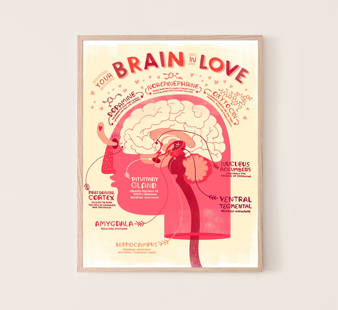 Your Brain in Love: Anatomy Poster - Etsy