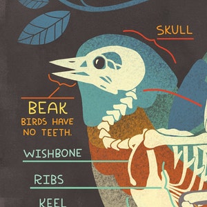 Bird Anatomy Art Print: Bones! - Etsy