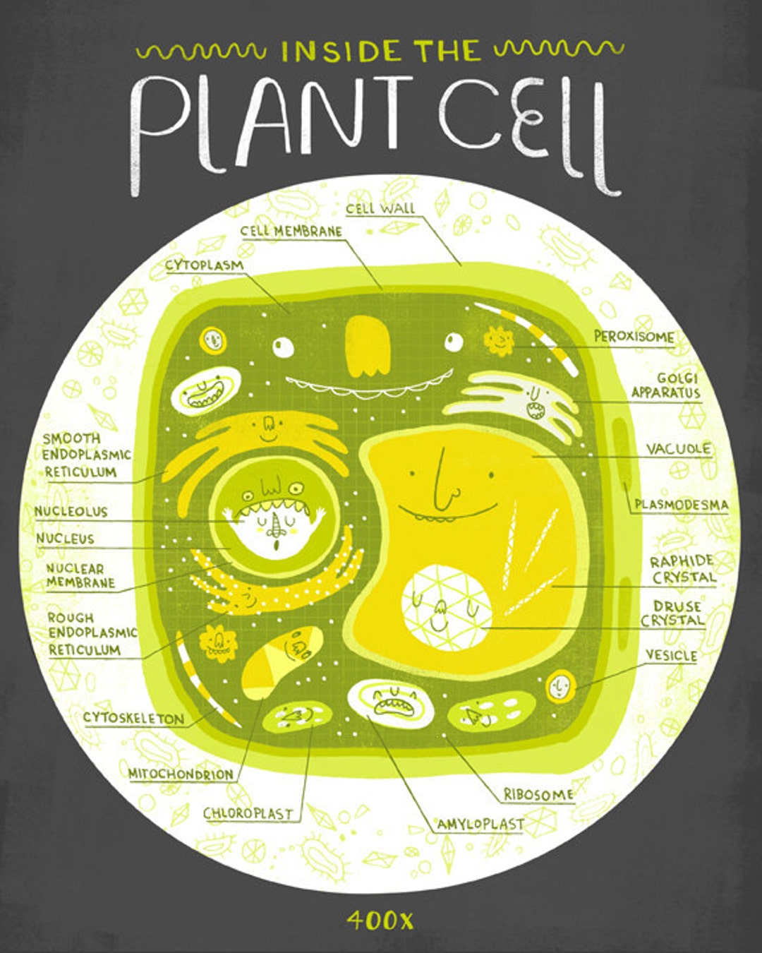 Inside the Plant Cell Anatomy Poster - Etsy