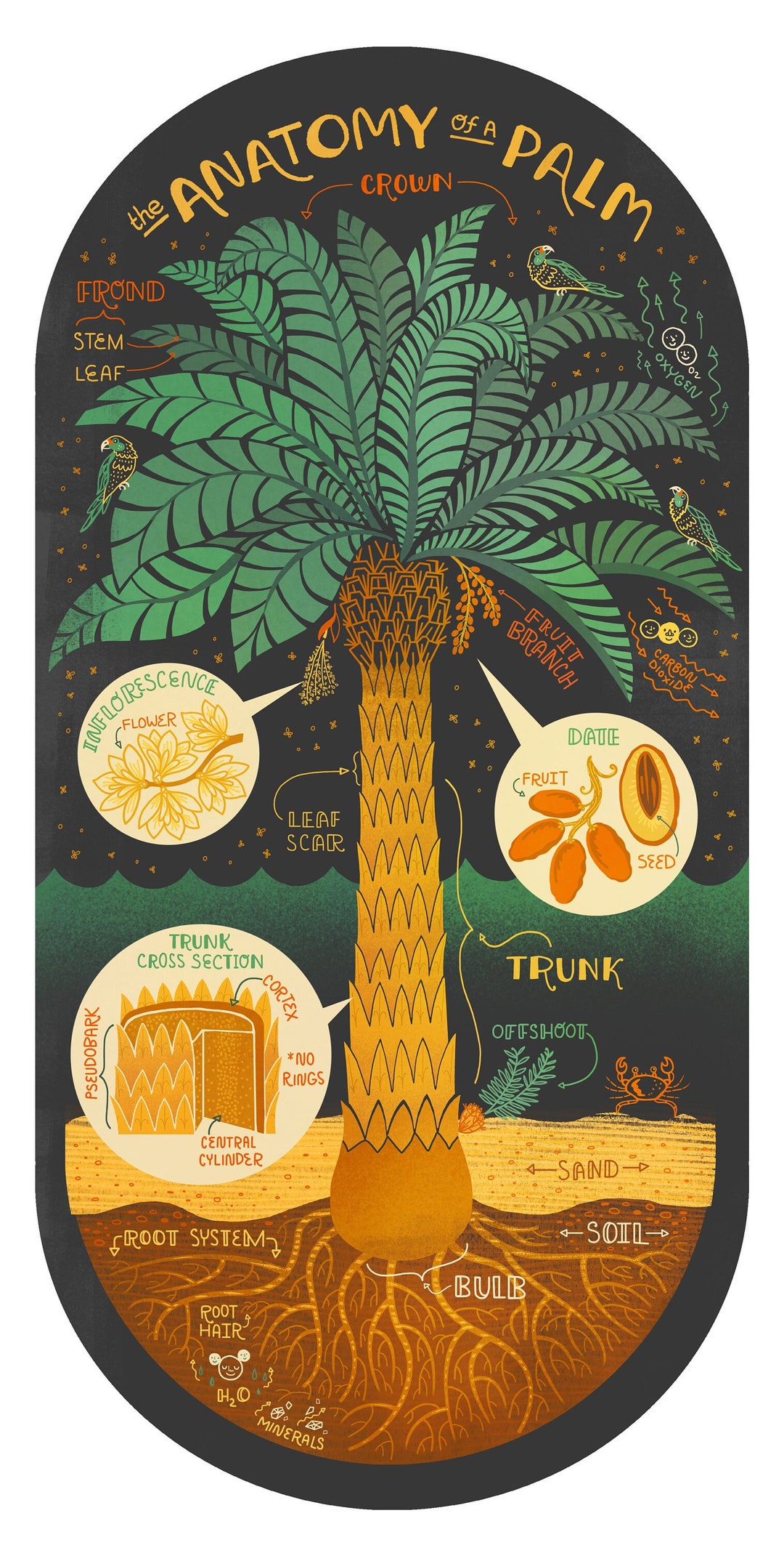 The Anatomy of a Palm - Etsy