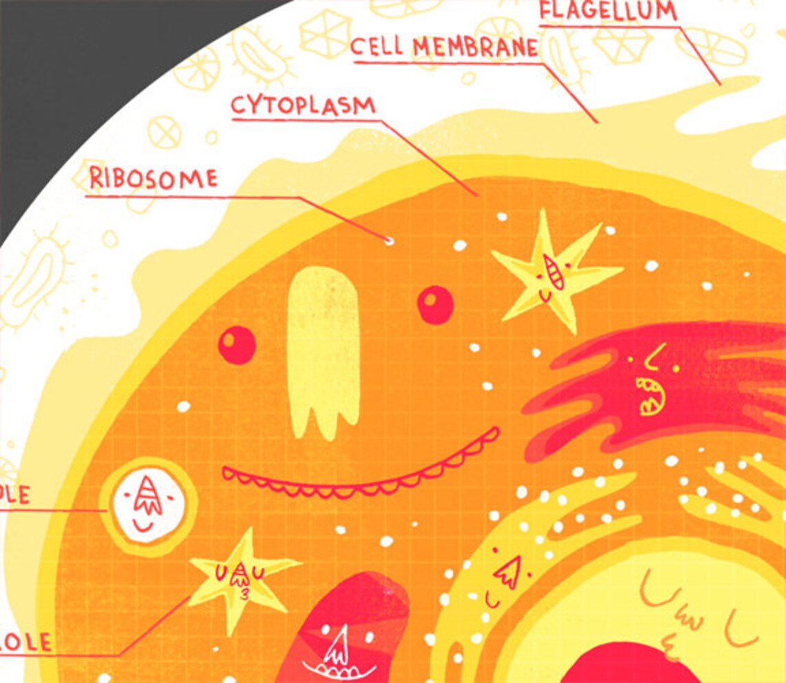 Inside the Animal Cell Anatomy Poster - Etsy Canada