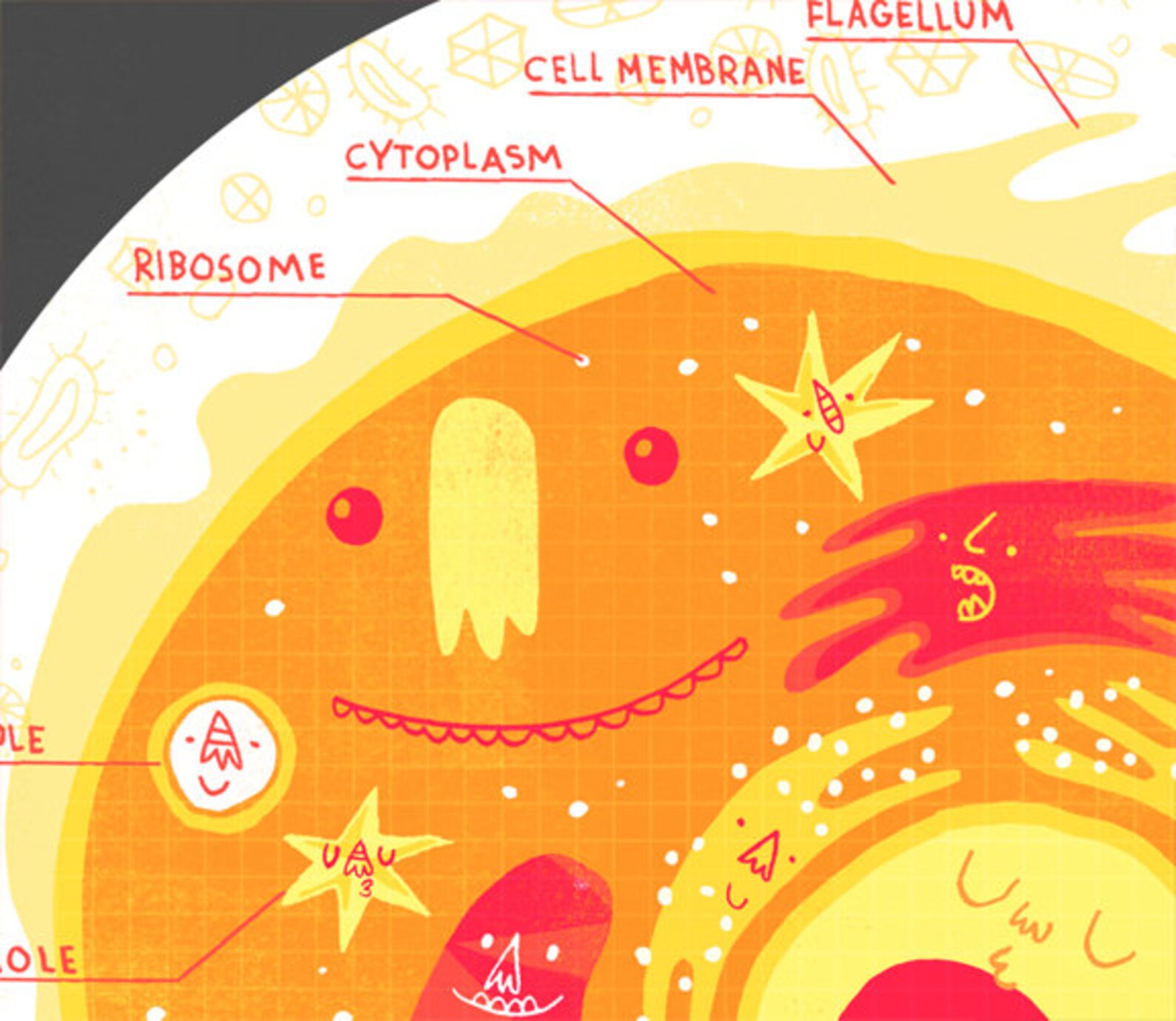 Inside the Animal Cell Anatomy Poster - Etsy Canada