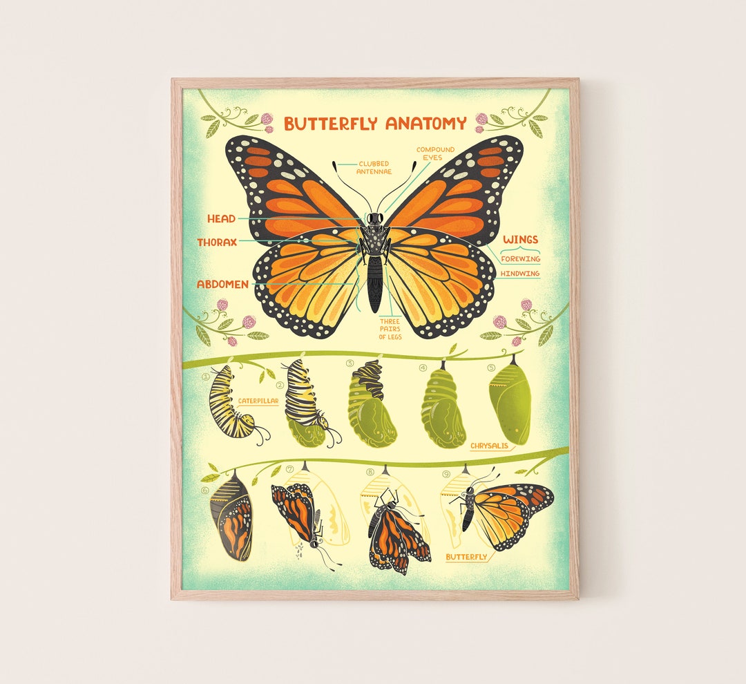 Butterfly Anatomy Art Print - Etsy