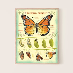 Butterfly Anatomy Art Print - Etsy