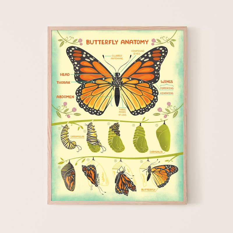 Butterfly Anatomy - Etsy