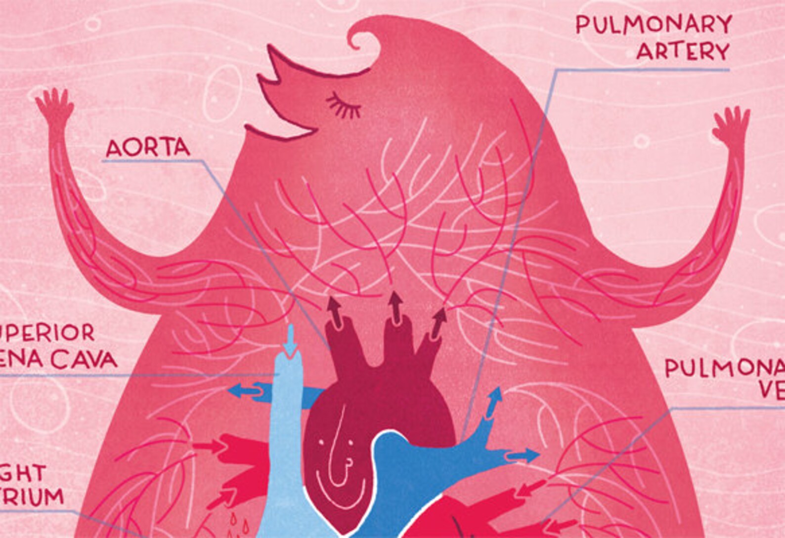 The Cardiovascular System Poster - Etsy UK