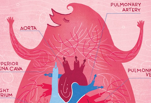 The Cardiovascular System Poster - Etsy