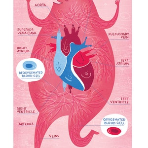 The Cardiovascular System Poster - Etsy