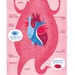 The Cardiovascular System Poster - Etsy