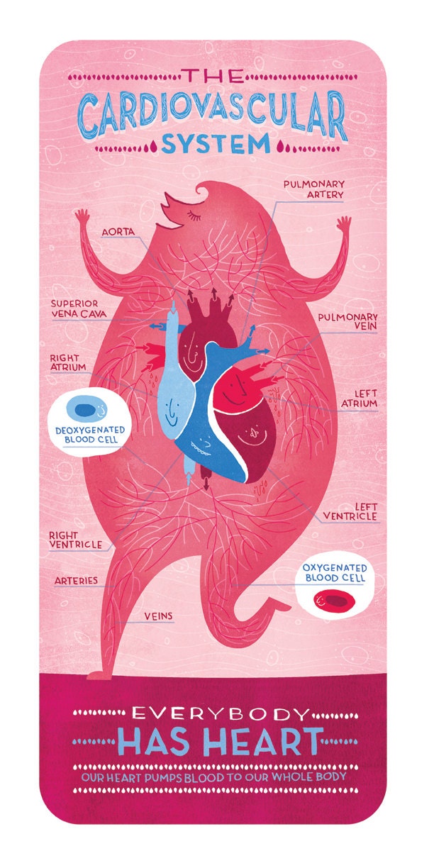 The Cardiovascular System Poster - Etsy UK