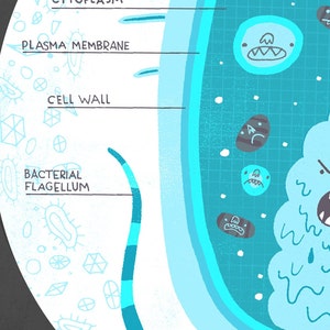 Inside the Bacteria Cell Anatomy Poster - Etsy