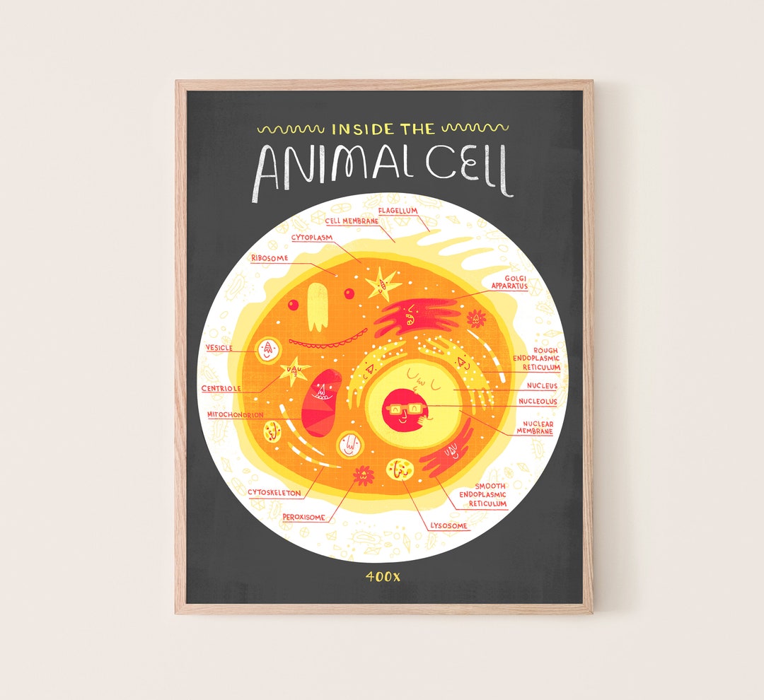 Inside the Animal Cell Anatomy Poster - Etsy UK