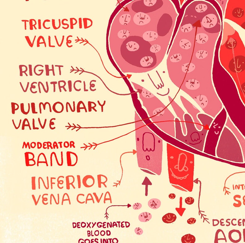 Lub Dub Goes the Heart :anatomy Poster - Etsy