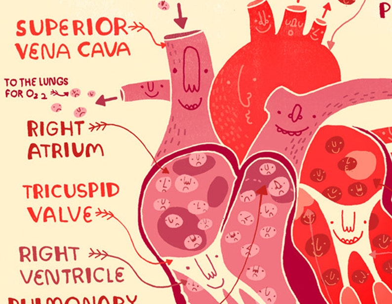 Lub Dub Goes the Heart :anatomy Poster - Etsy
