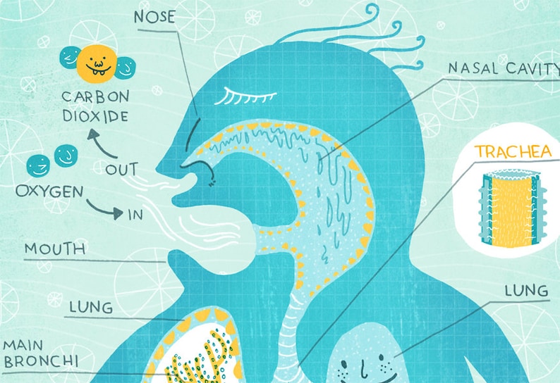 The Respiratory System Poster | Etsy