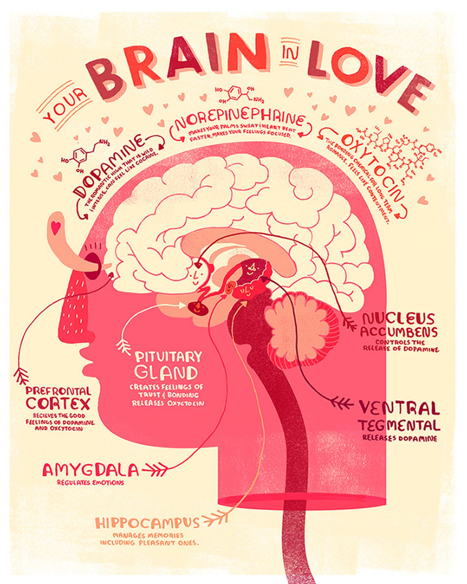 Valentine's Heart and Brain Anatomy Poster DEAL - Etsy