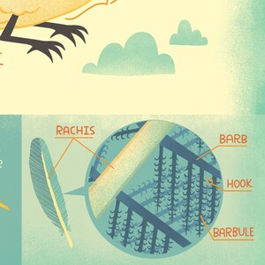 Bird Anatomy Art Print: Feathers! - Etsy