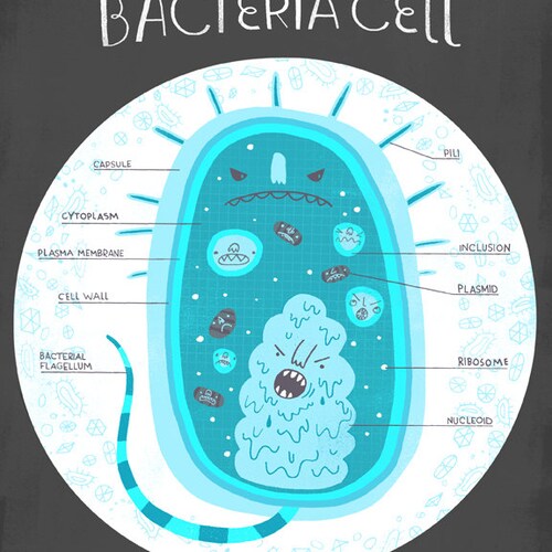 Inside the Bacteria Cell Anatomy Poster - Etsy